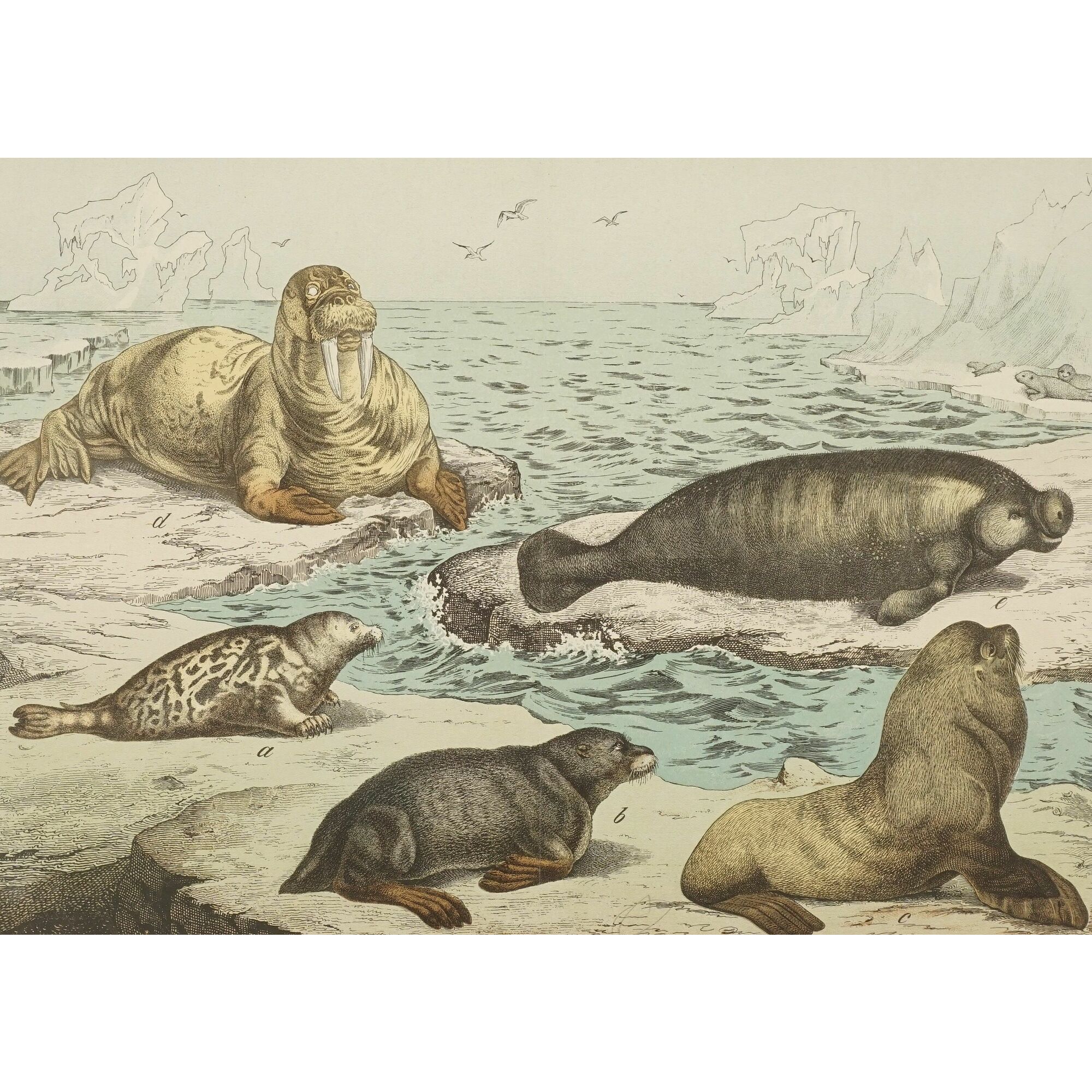 "Robben / Sirenen" "Robben / Sirenen" (Seals / Sirens) - auctions ...